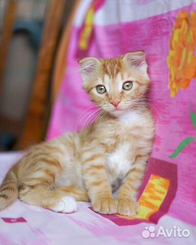 Ласковый котенок в лобрые руки