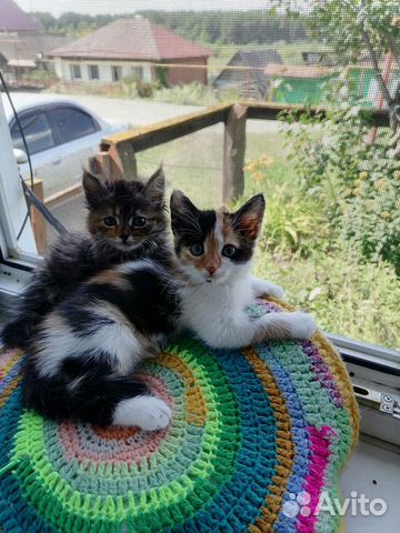 Кошки бесплатно
