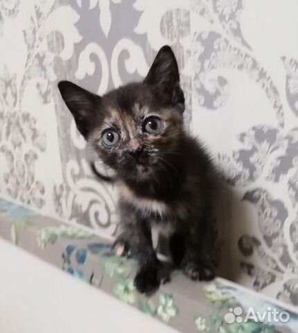 Котенок в добрые руки