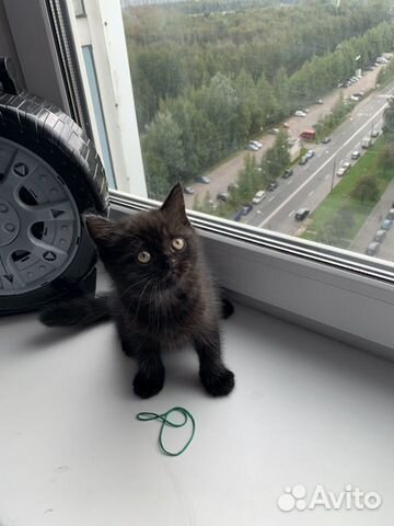 Шоколадный малыш