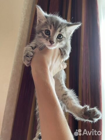 Кошка Тайская