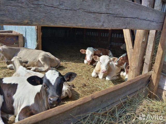 Бычки, телки