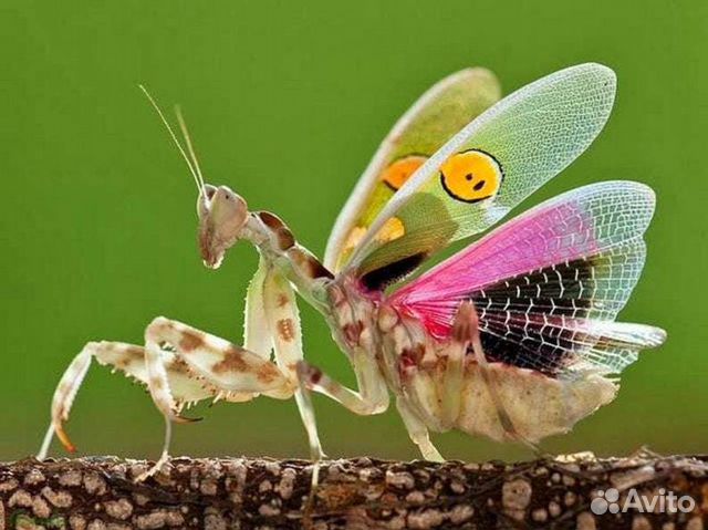 Драгоценный цветочный богомол