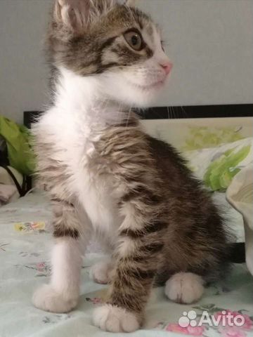 Добрый котенок