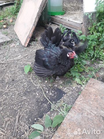 Курица с цыплятами