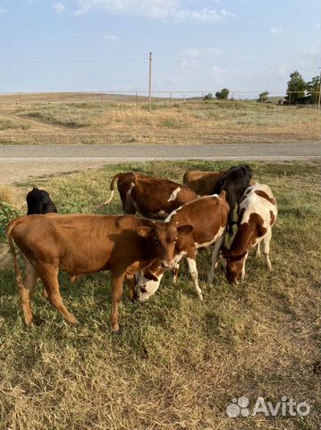 Коровы, телята и телки