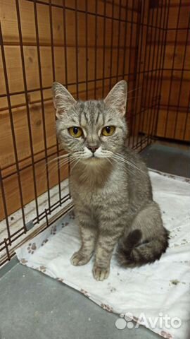 Кошка, умер хозяин, в дар