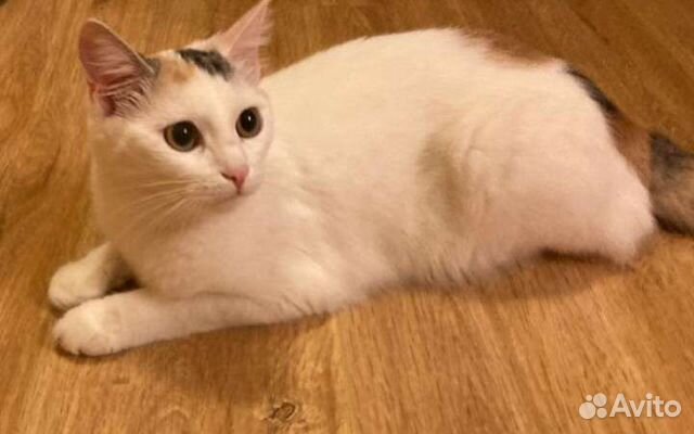 Турецкая ангора