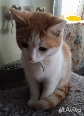 Нашёлся котёнок