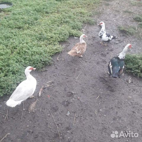 Утки и гуси