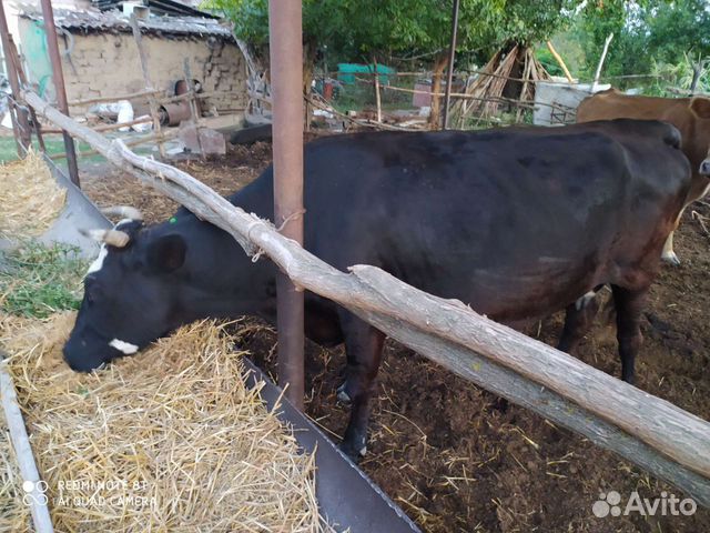 Корова стельная