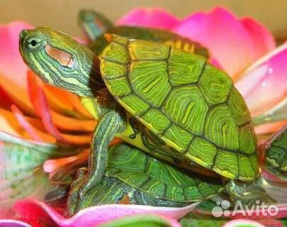 Красноухая черепаха бесплатно