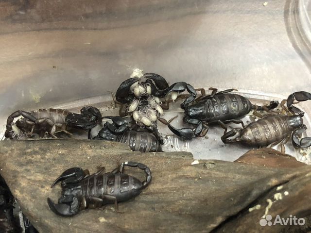 Скорпионы Scorpio italicus