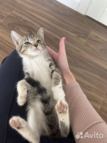 Котенок 3.5 мес, кот