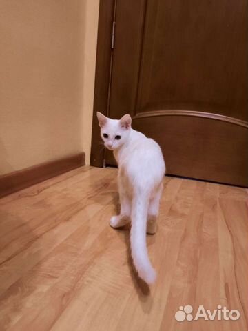 Кот Беляш