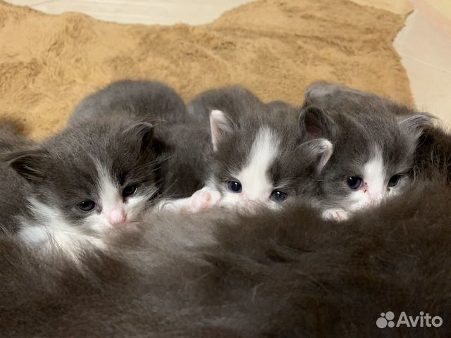 Котёнок для радости