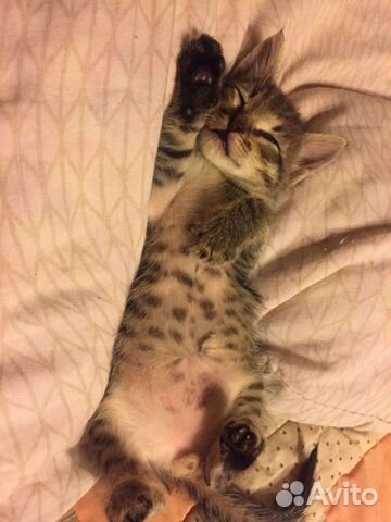 Котенок-тигр