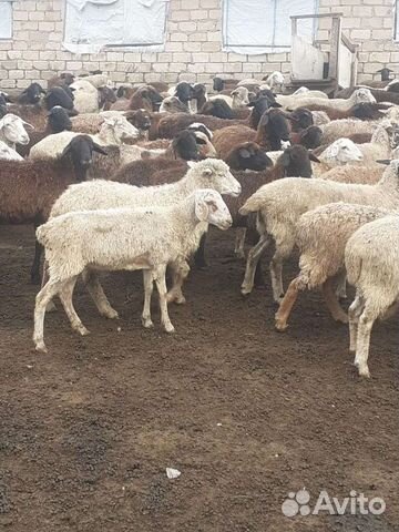 Овцы бараны ягнята оптом