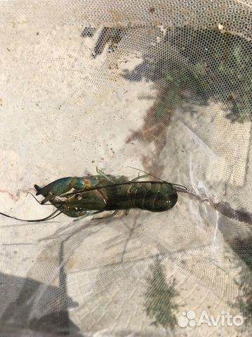 Семья,рак аккр