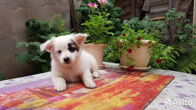 Дизайнерские собачки