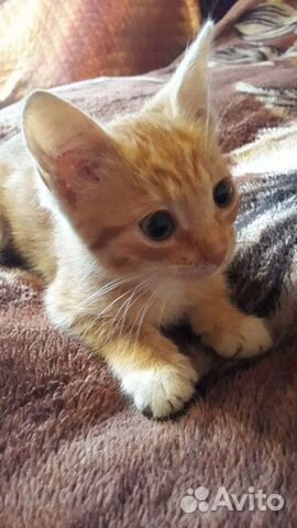 Кошка в дар