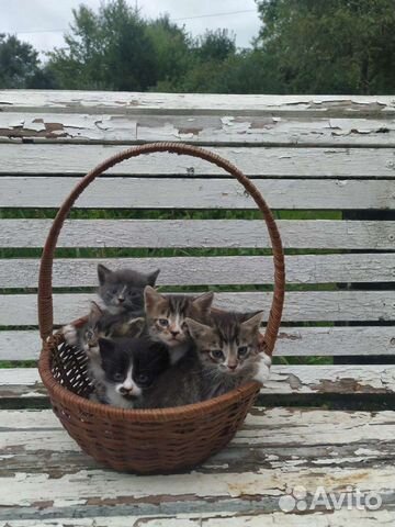 Котята 1мес