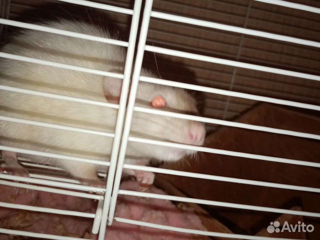 Крыса дамбо с клеткой