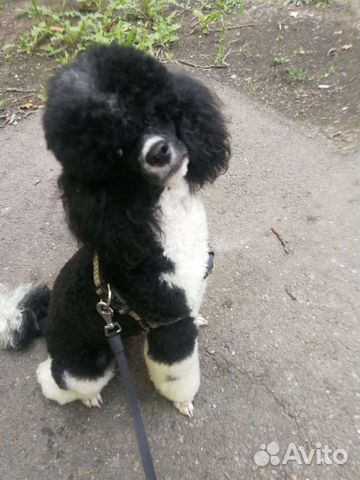 Той-пудель вязка