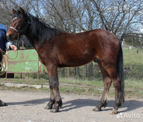 Продается мерин пони-класса