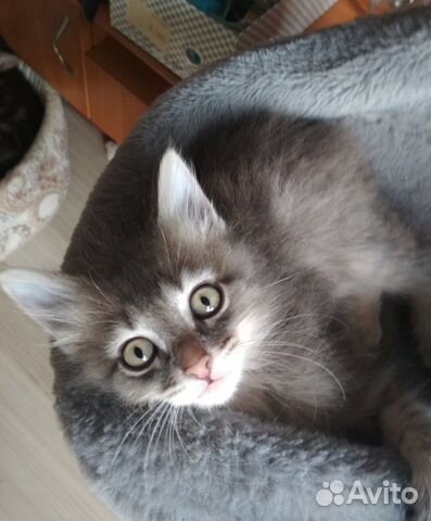 Котята Никита и Стас в добрые руки