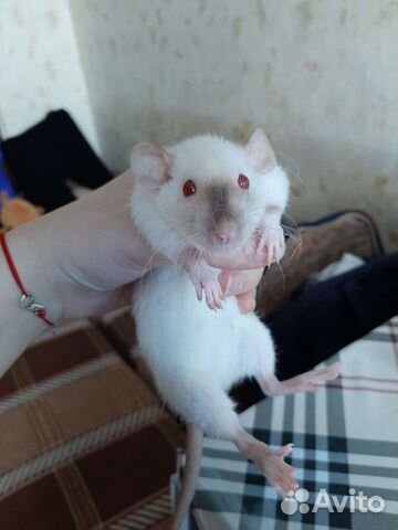 Крыса дамбо с клеткой