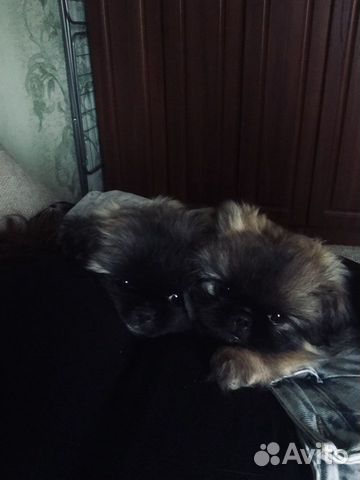 Пекинес