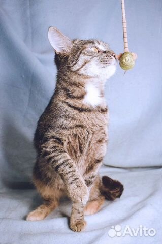 Кошечка Агата ищет дом