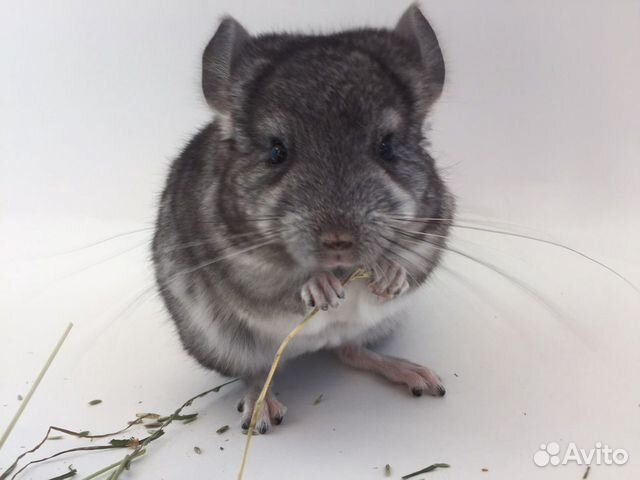 Шиншилла Эбони светлый носитель ангоры