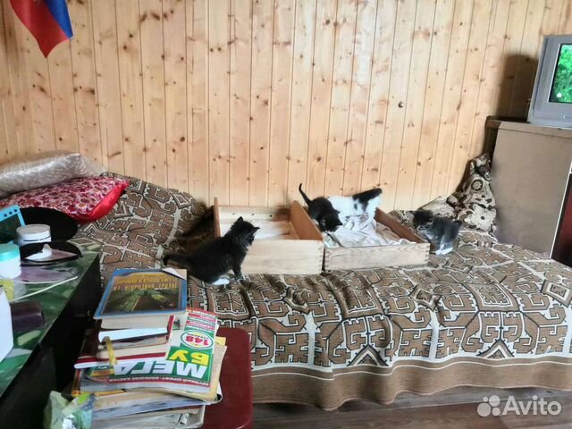 Котята в добрые руки
