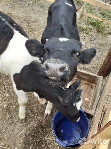 Продам бычков