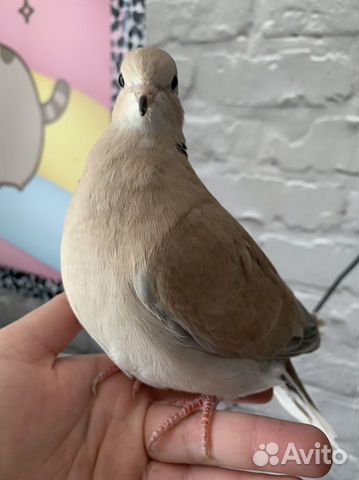 Горлицы подростки