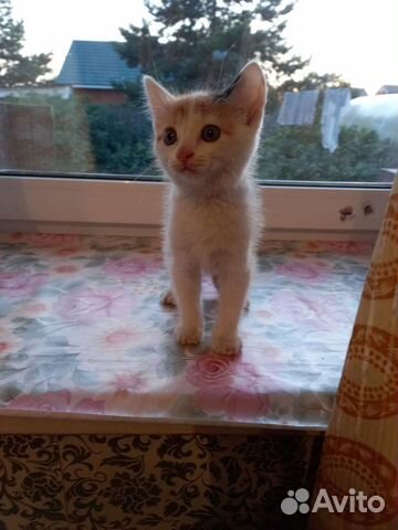 Кошка в дар
