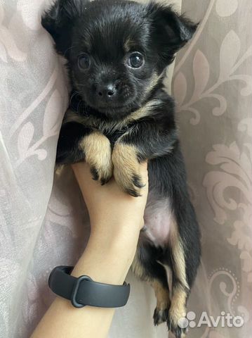 Чихуахуа мальчик