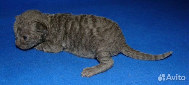 Голубой кудрявый котик