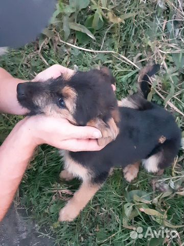 Щенки в добрые руки