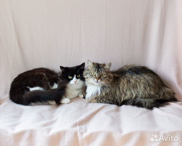 Кошка Рыся и кот Шторм, 1 год обоим