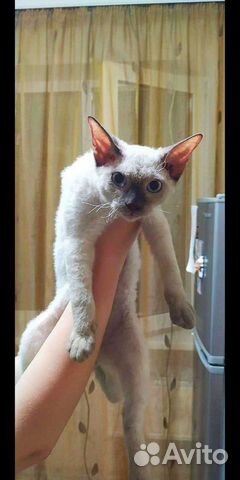 Котенок Девон-рекс
