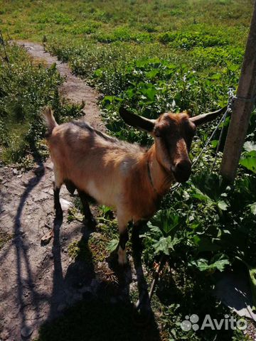 Козы комолые