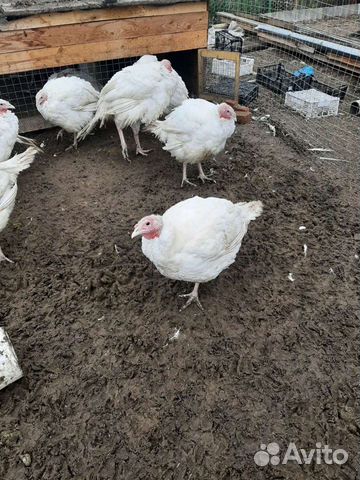 Индюки живым весом