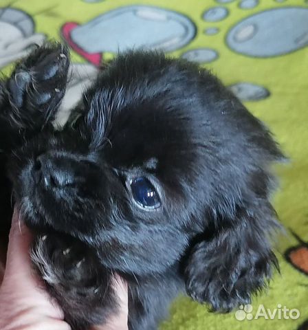 Щенки метисы шпиц /акс