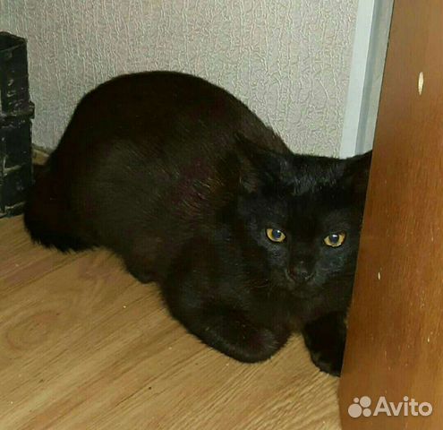 Черный принц в добрые руки