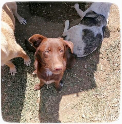 Девочка Шоколадка стерилизована 5 месяцев