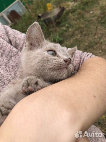 Котята бесплатно мама русская голубая