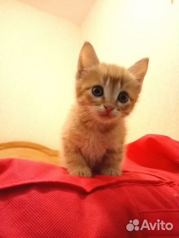 Рыжий котёнок